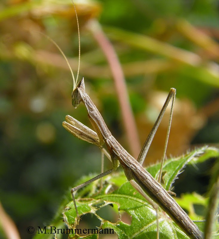 Arizona: Beetles, Bugs, Birds and more: All about Mantids