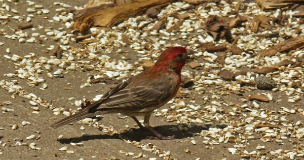 Occasional Toronto: Summer Finch