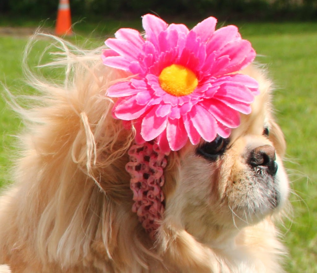 Must Love Pekes: PICNIC-- ABNER, LILY, BRODY, TOMMIE, ARBY AND BINGO