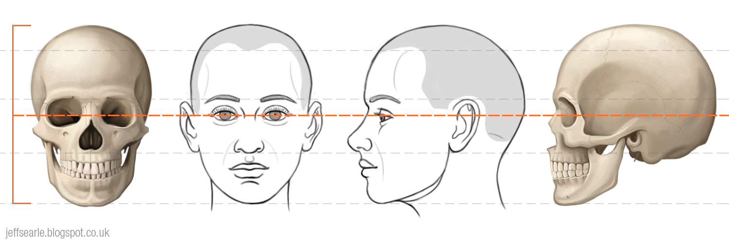 Jeff Searle: Proportions of the human head