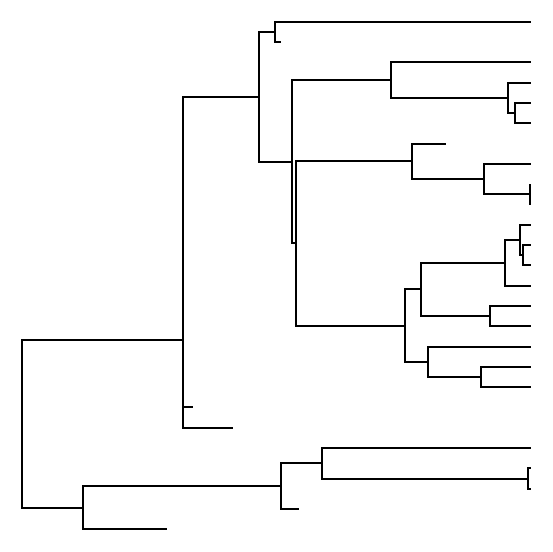 Phylogenetic Tools For Comparative Biology Determining If The Basal Node Of A Tree Leaves