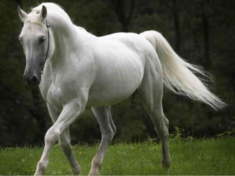 Imagenes de caballos blancos - Imagui