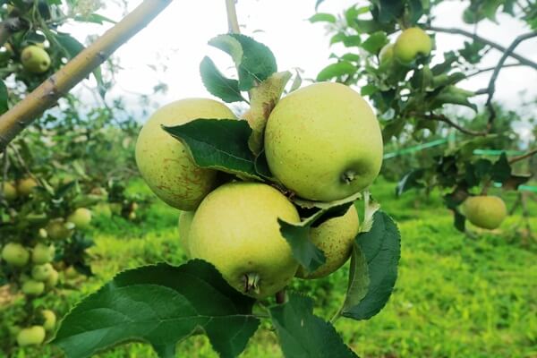 Kusuma Agrowisata, Batu