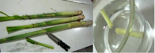 Kultur Jaringan Tanaman: INDUKSI KALUS TEBU (Saccharum officinarum L.)