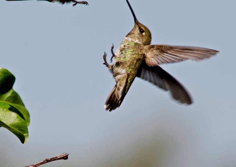 The Wayward Hawaiian: Hummingbird Wars!