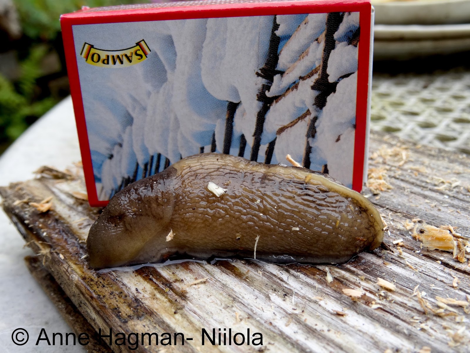 Annen jutut: TUNNISTUS APUA PYYDETÄÄN ask for identification help