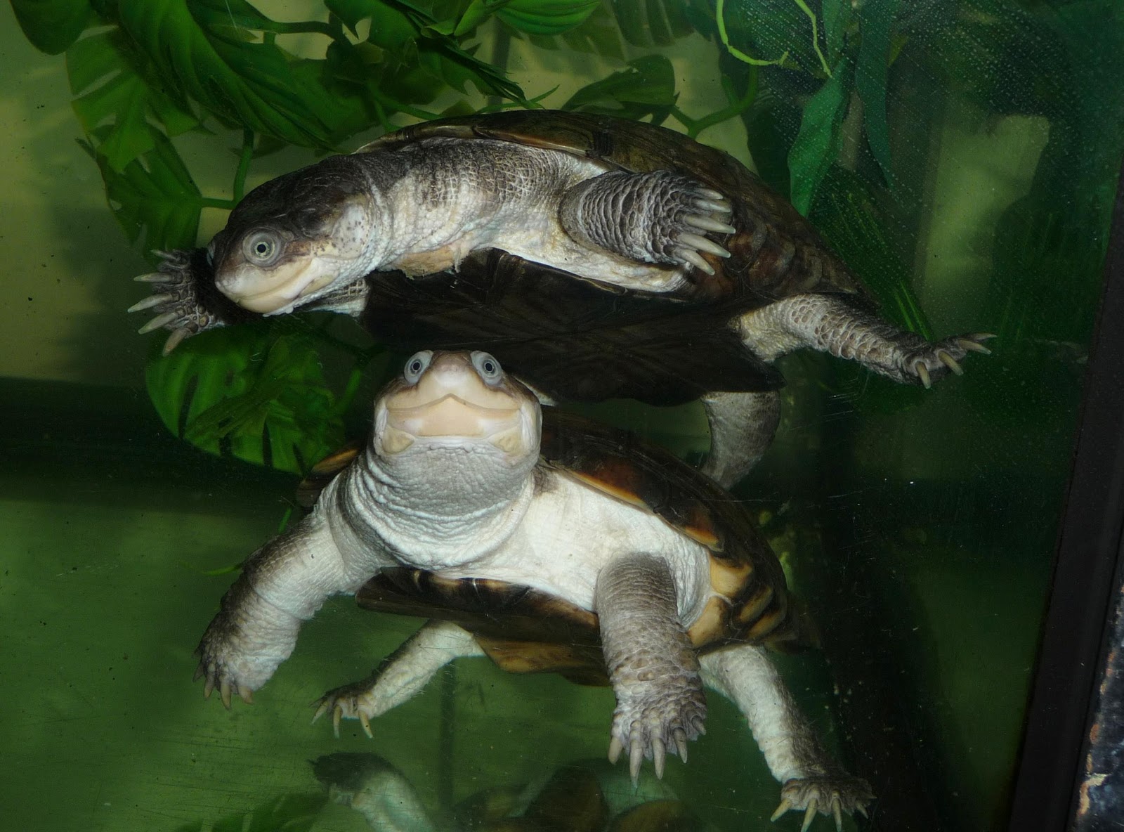 African Helmeted Turtle Si Kura-Kura Berwajah Senyum - Nakama Aquatics