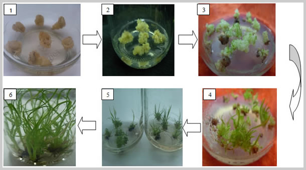 Teknologi Perbanyakan Bibit Tebu | Perkebunan
