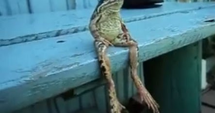 White Wolf : Frog Sitting On A Bench Like A Human (Video)