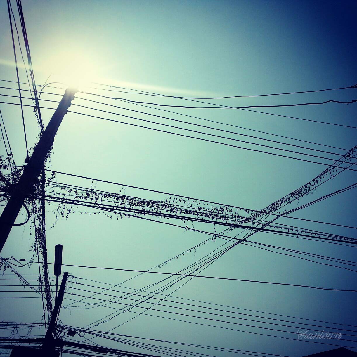 Notes from a small: Telegraph wires