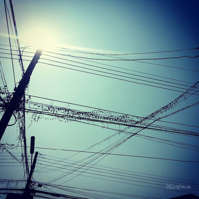 Notes from a small: Telegraph wires