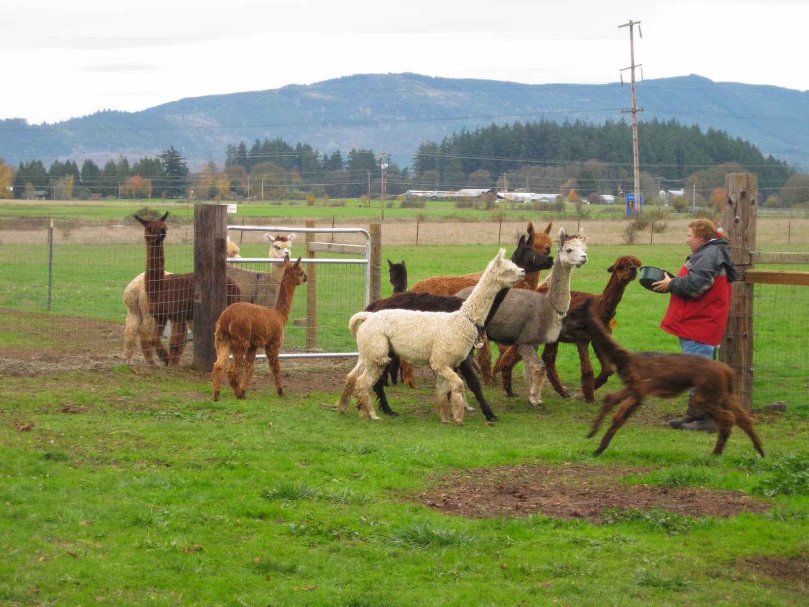Alpacas at Hum Sweet Hum Blog: March 2014