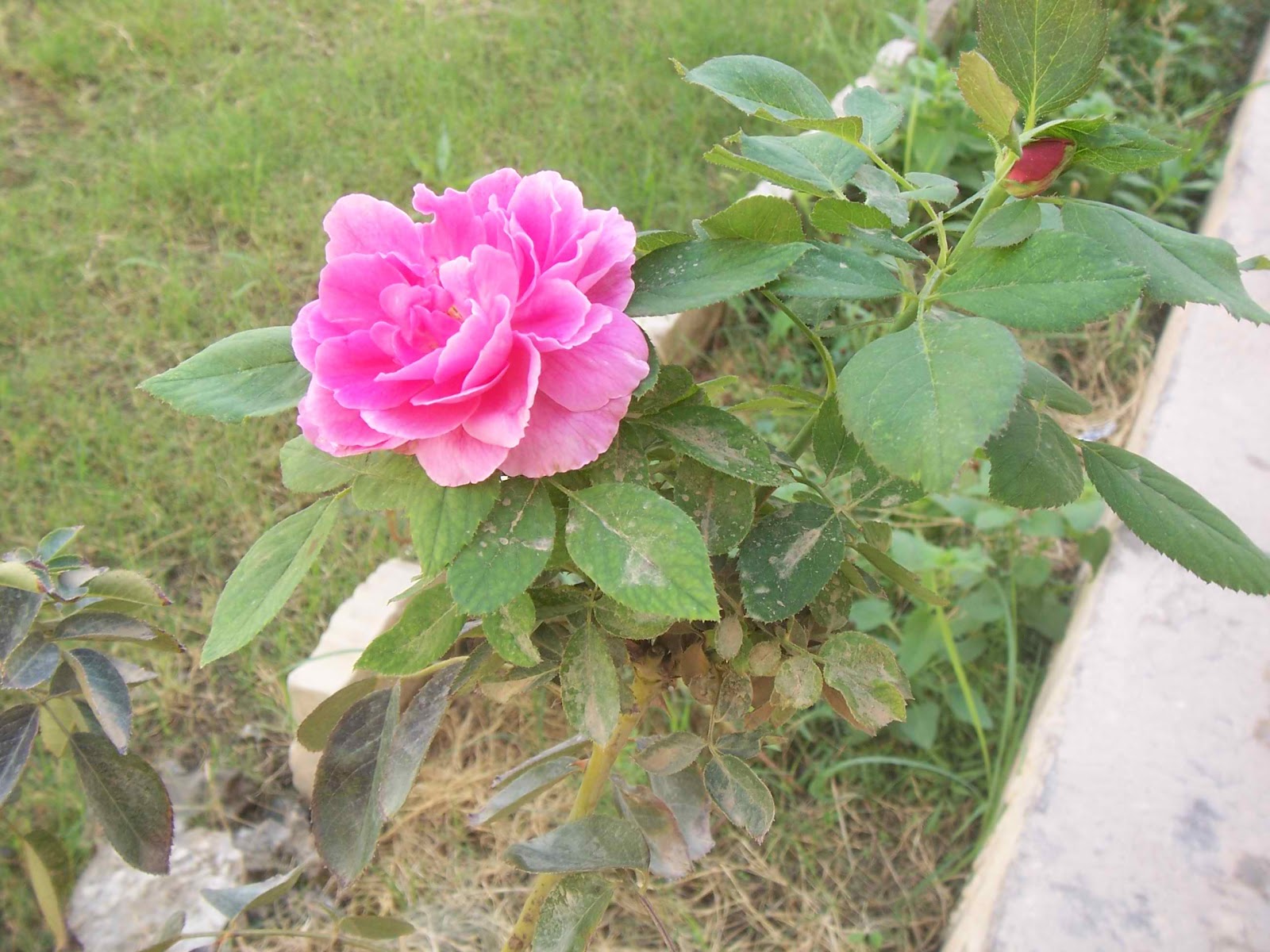 Flowers around the world: The National Flower Every country (I)