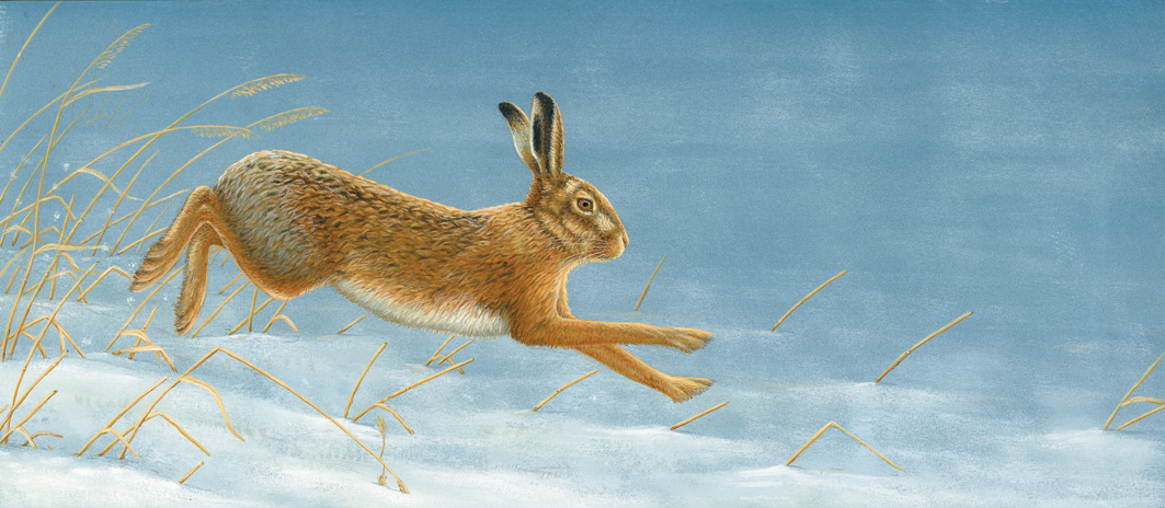 A Day In the Life of a Wildlife Artist: A Great Hare Day