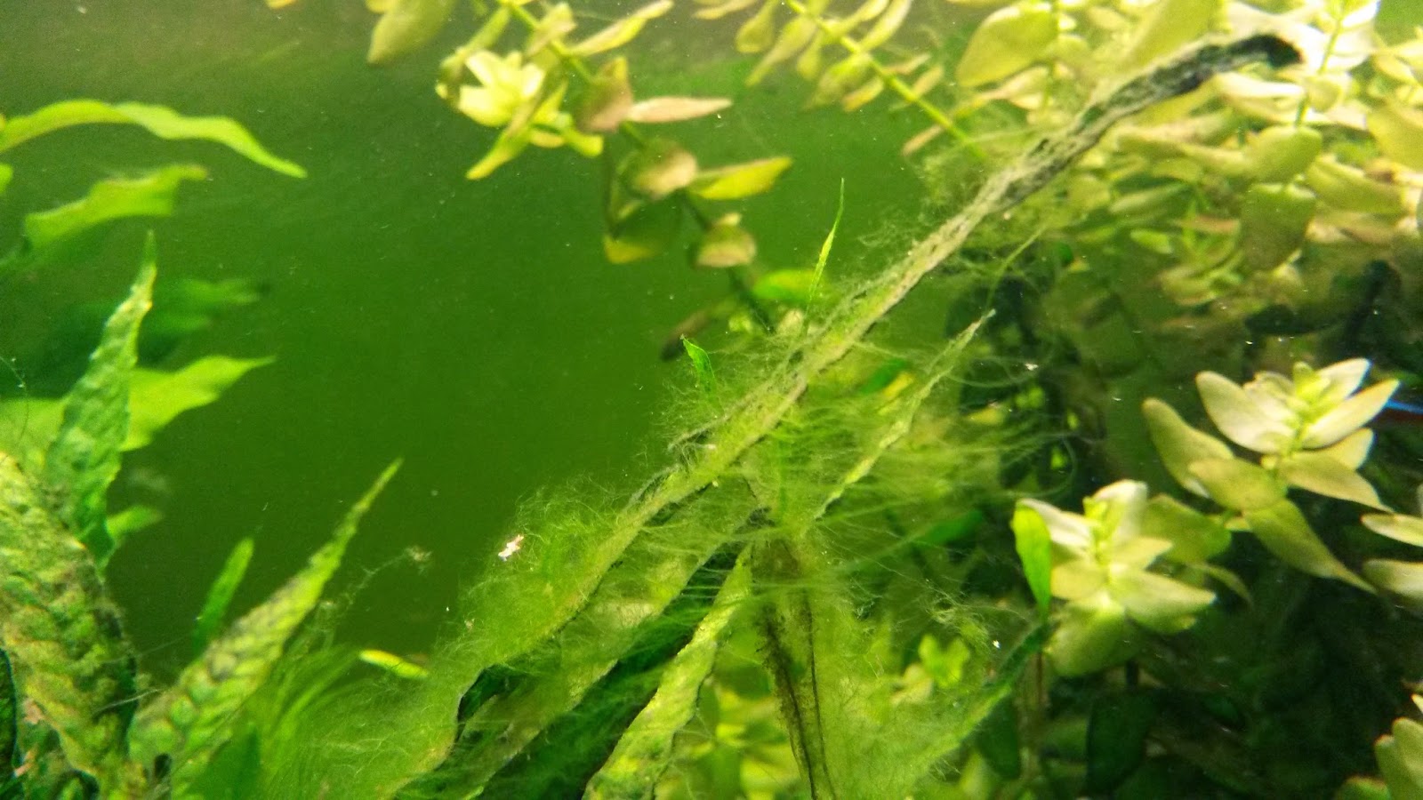 La vie de mon aquarium: Un problème avec des algues vertes filamenteuses