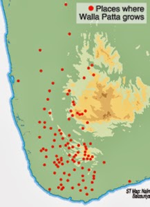 infosanjeewa: Gyrinops walla (Walla patta)