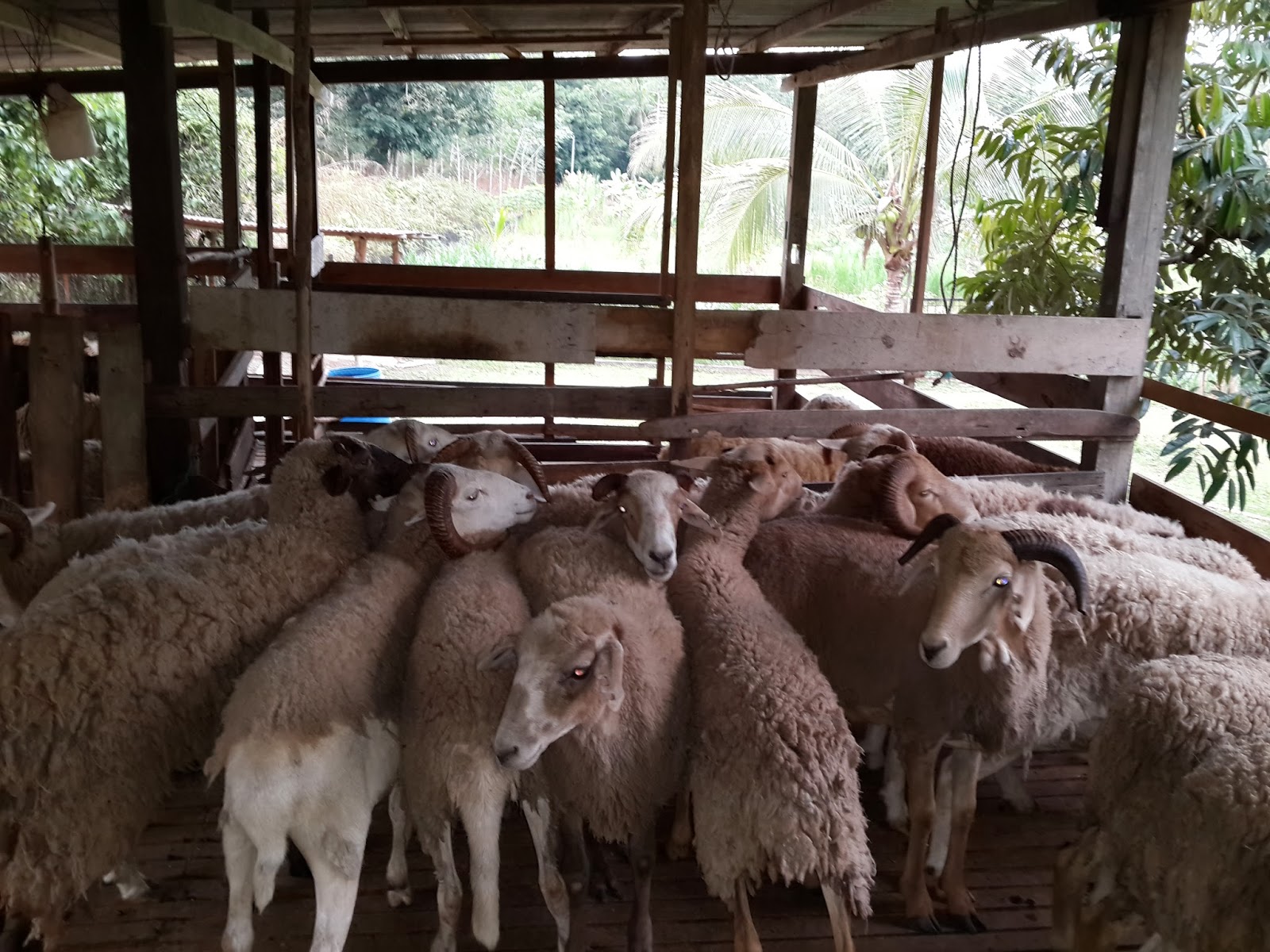 Perniagaan biri-biri terlaris di Malaysia.: Penternakan kambing biri ...