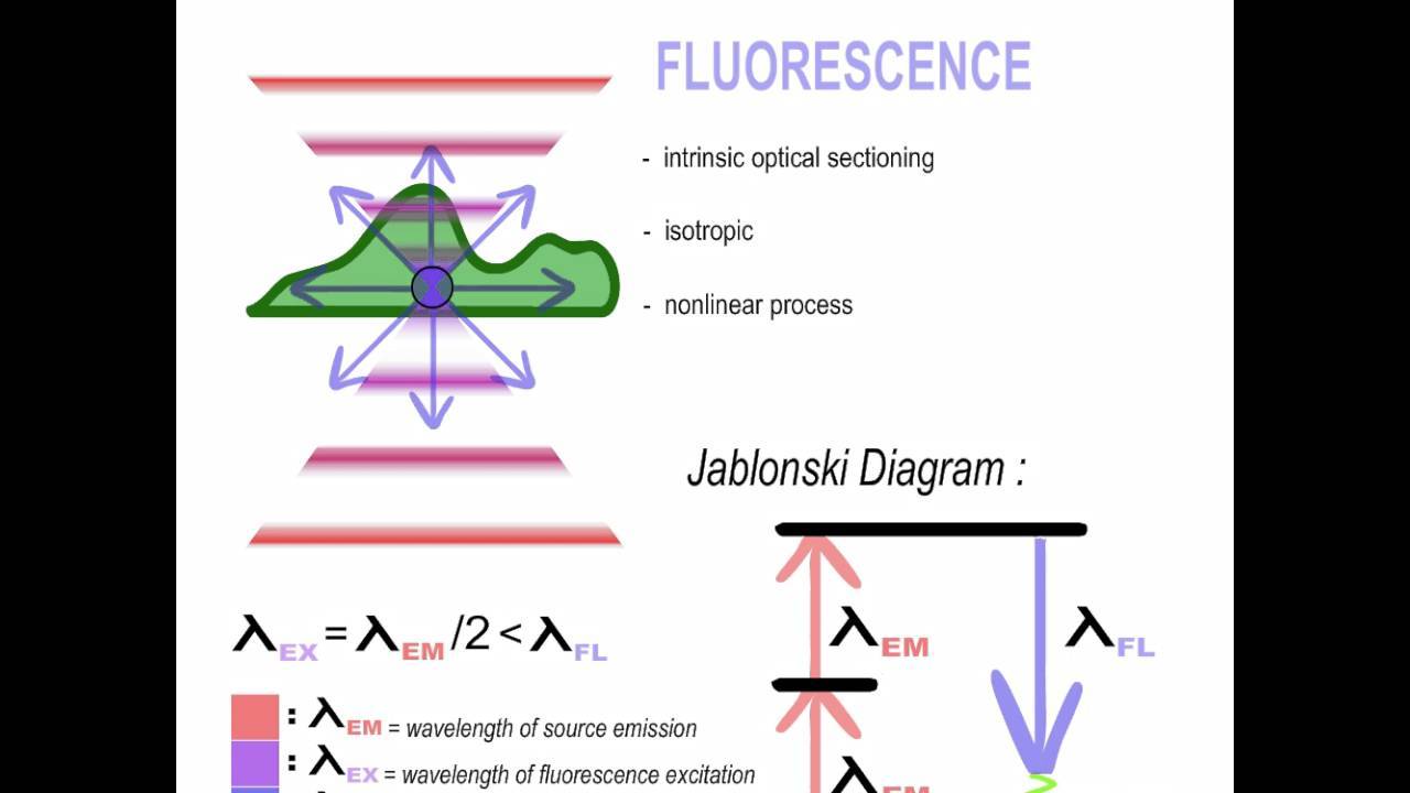 Two-photon excitation microscopy