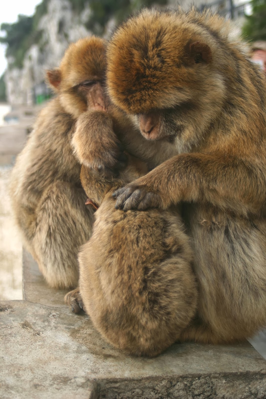 Cannundrums: Barbary Macaque