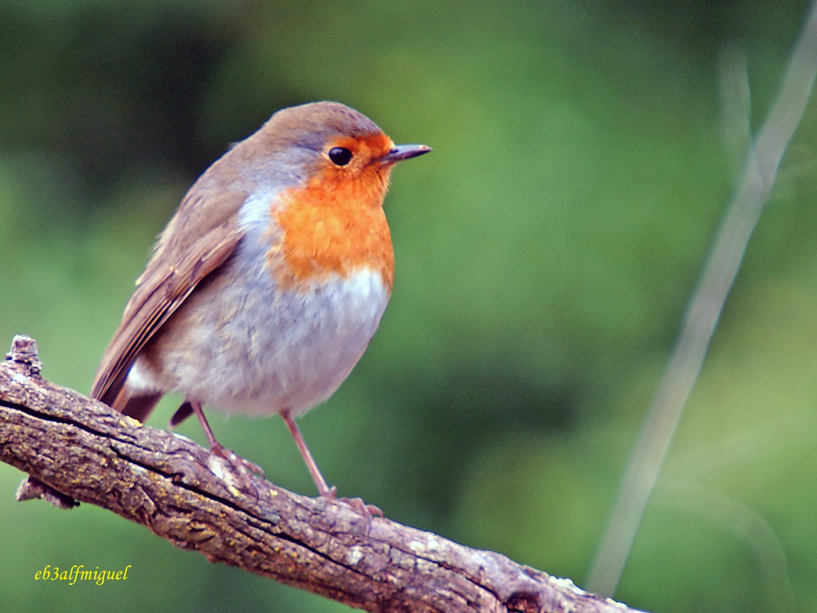 Miguel fotografia: Petirrojo europeo (Erithacus rubecula)