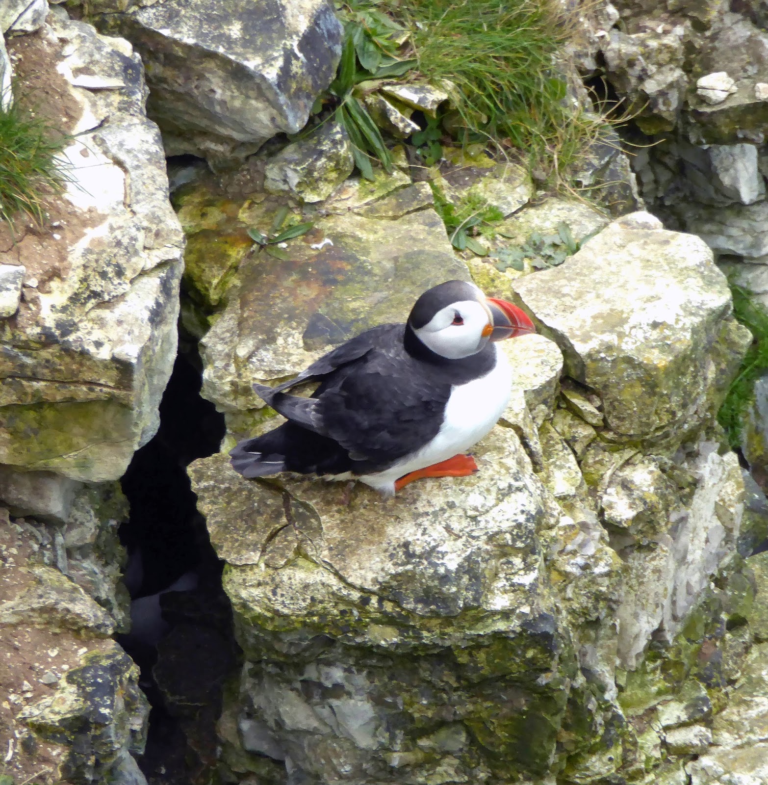 Wild and Wonderful: Puffins from RSPB Bempton Cliffs, Yorkshire