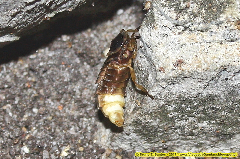 Visões da Gândara: Insecto Bioluminescente no Quintal - II: