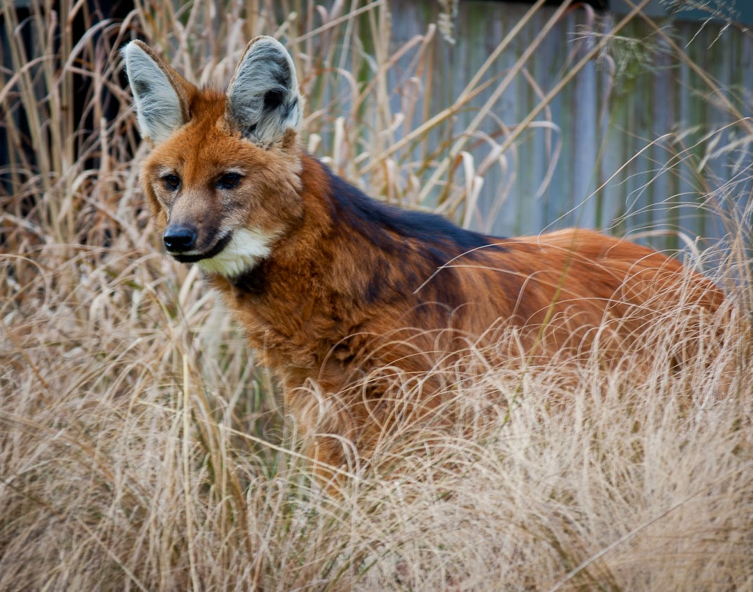 White Wolf : Stunning Photos Showcase A Truly Unique Animal : Maned Wolves