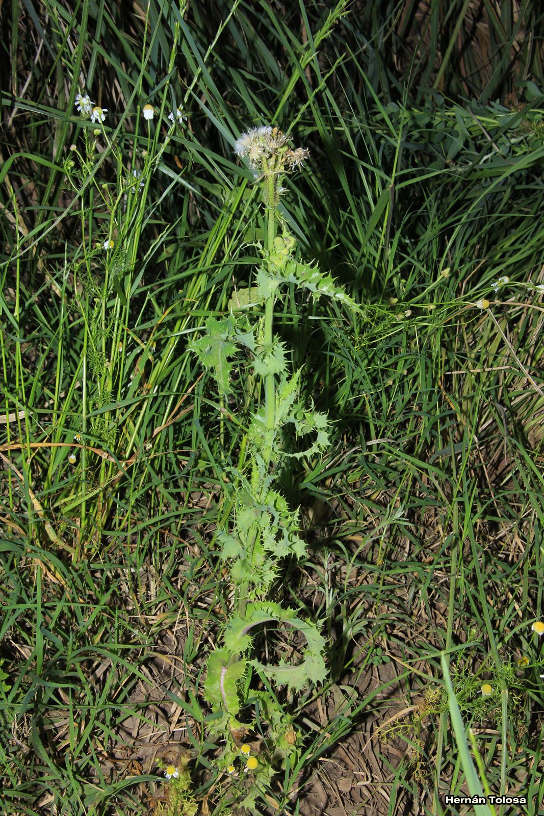 Flora Bonaerense: Cerraja brava (Sonchus asper)