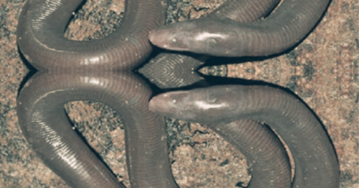 Cacing Sonari, manfaat cacing raksasa yang diburu untuk kesehatan