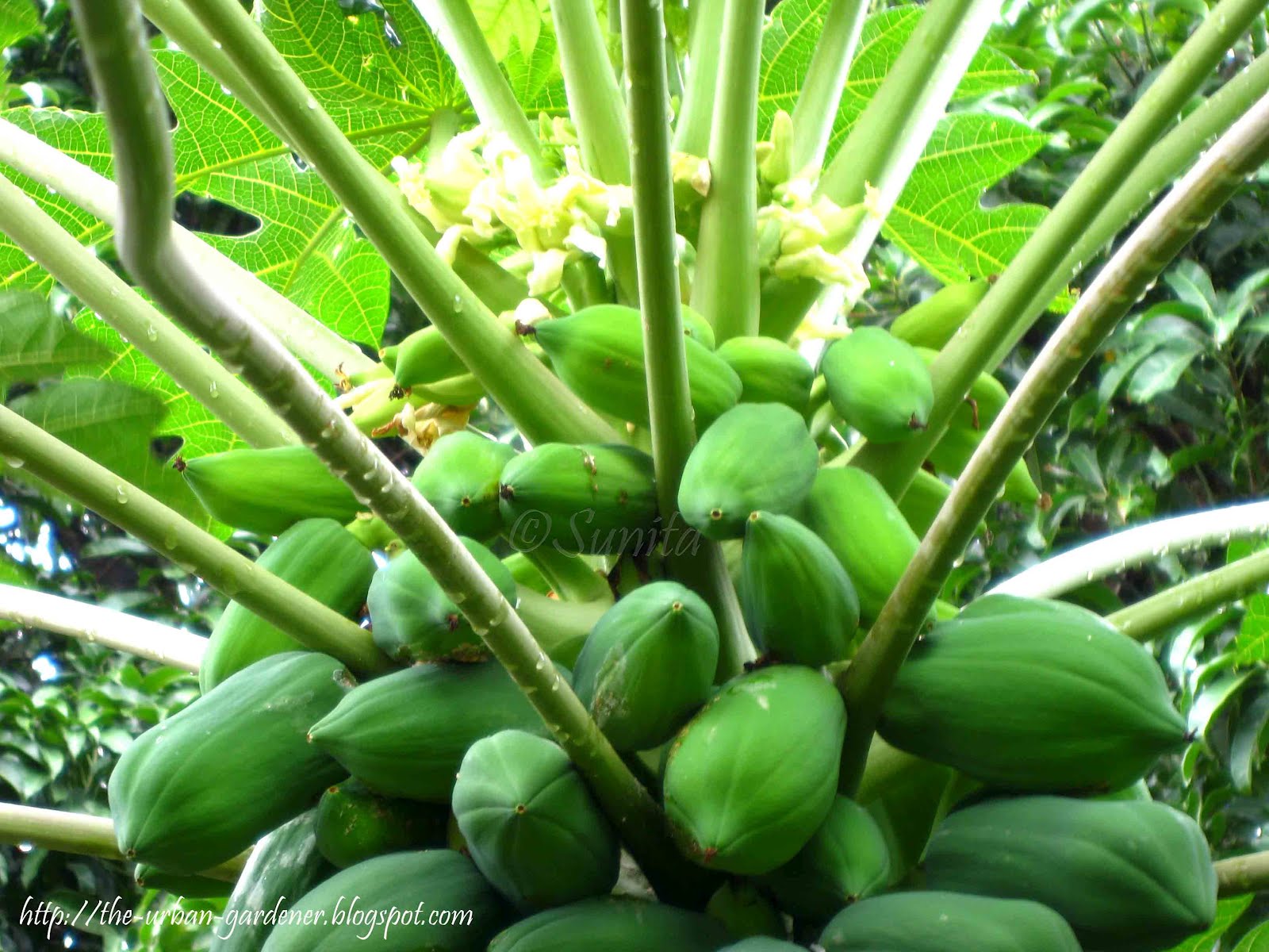 The Urban Gardener: Monsoon vegetables in Mumbai