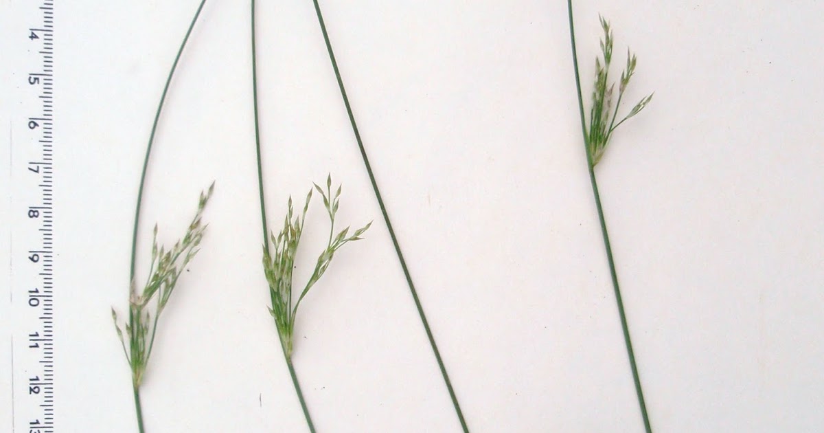 HERBARIO VIRTUAL DE BANYERES DE MARIOLA Y ALICANTE: Juncus inflexus ...