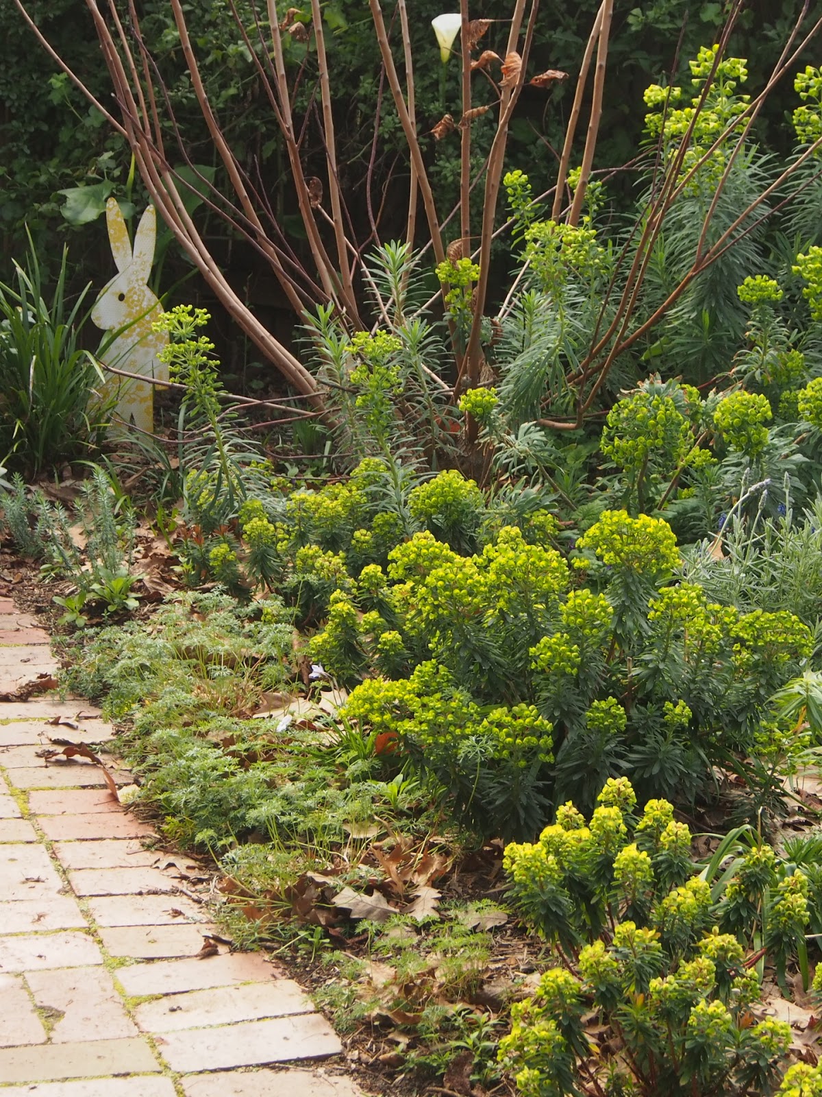 end-of winter, beginning-of-spring garden - what's growing?