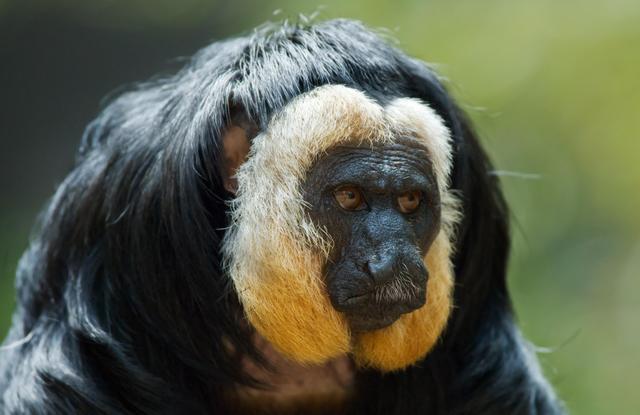 ஜ۩۞۩ஜ Azulestrellla ஜ۩۞۩ஜ: Imágenes de grandes Simios