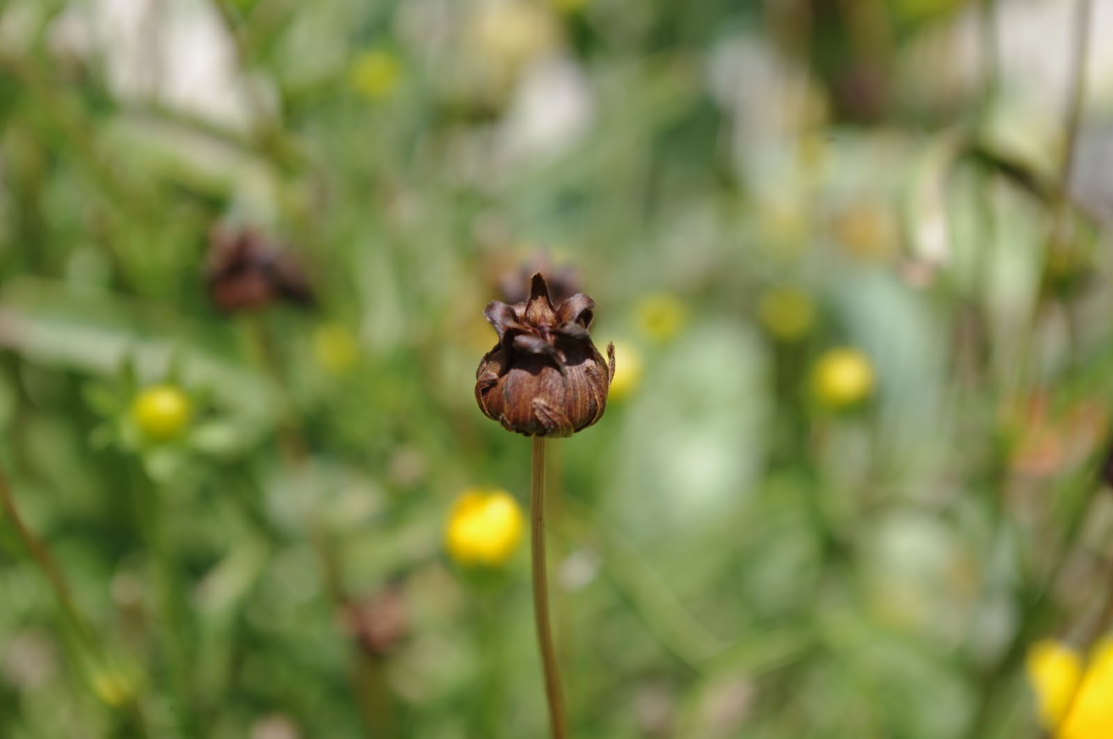 Isotria Blog: Summer Wildflower Seeds