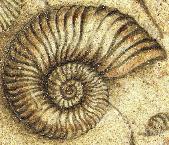 New Era Maths : Fibonacci sequence