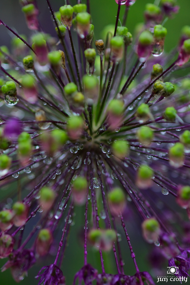 Pixels and Pics: Spring Nature Photography is Best in the Rain