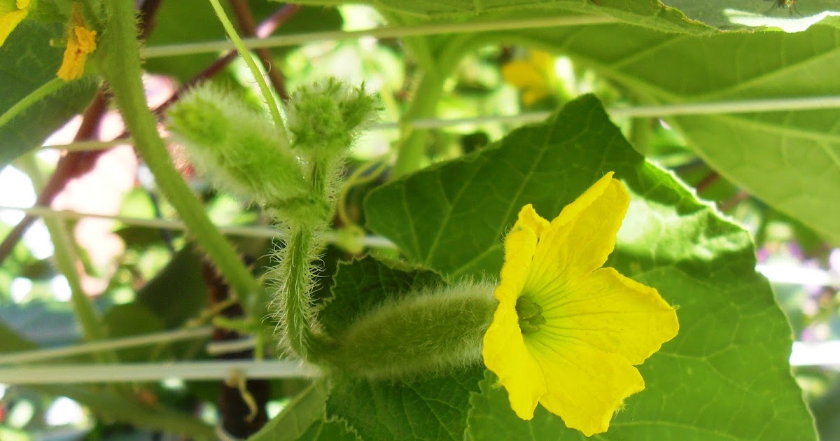 The Scientific Gardener: Garden Maintenance and Carosello Thoughts