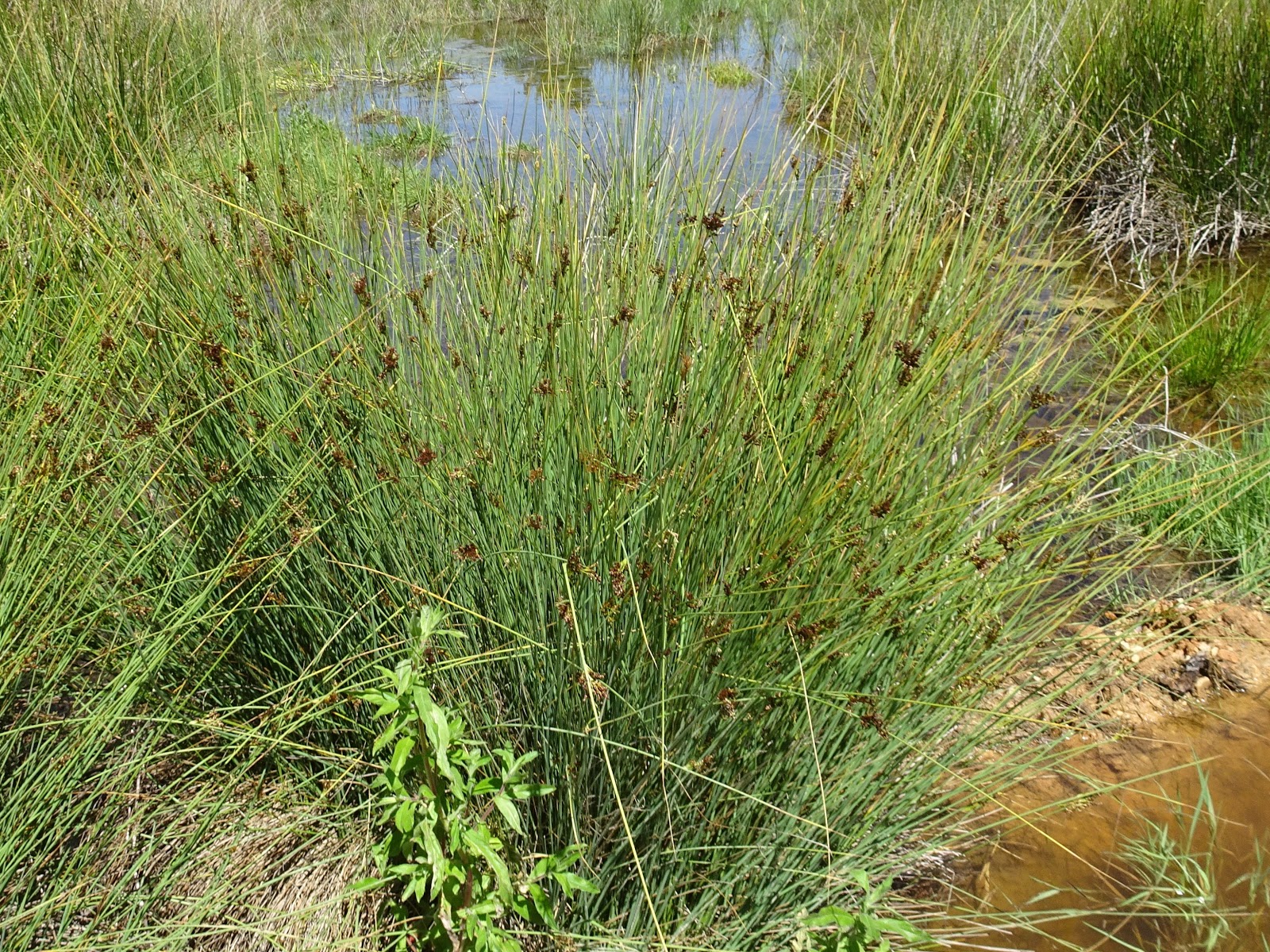 HERBARIO VIRTUAL DE BANYERES DE MARIOLA Y ALICANTE: Juncus inflexus ...