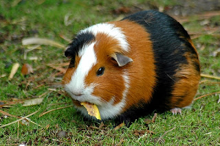 My Pet: Tikus Belanda....