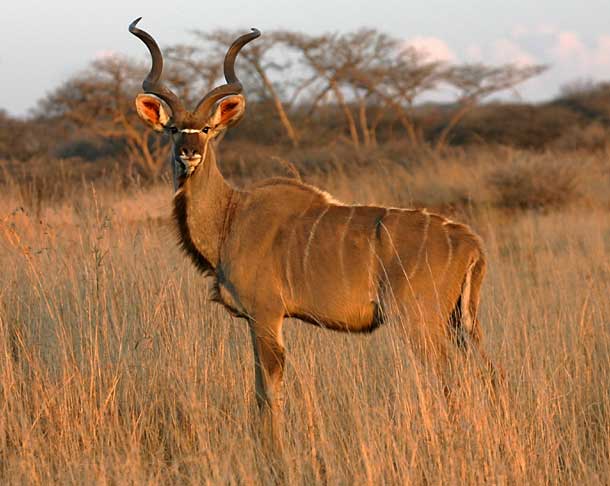 Kudu | The Life of Animals