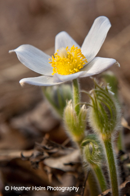 Wild Ones Twin Cities Minnesota: Pasque Flowers Blooming at Goat ...