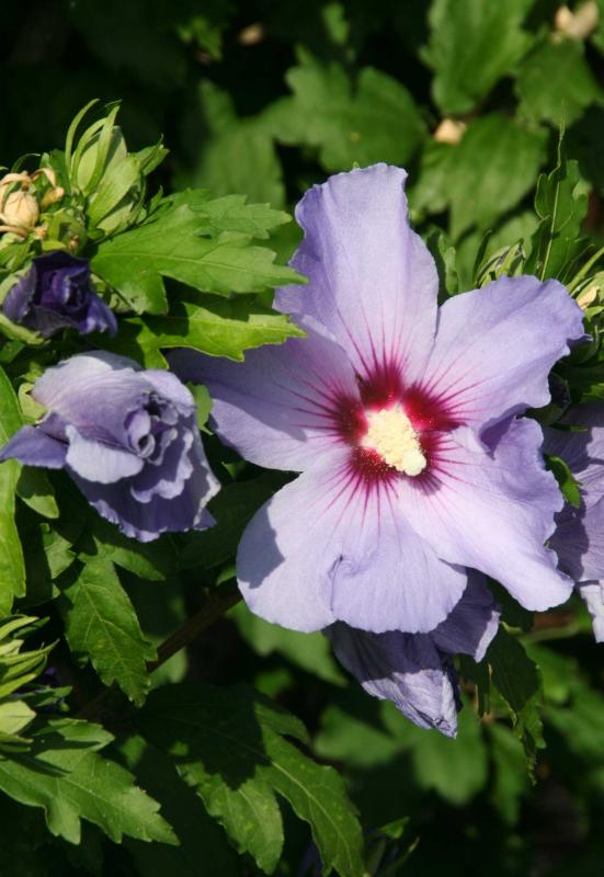 HOW TO GROW HIBISCUS |The Garden of Eaden