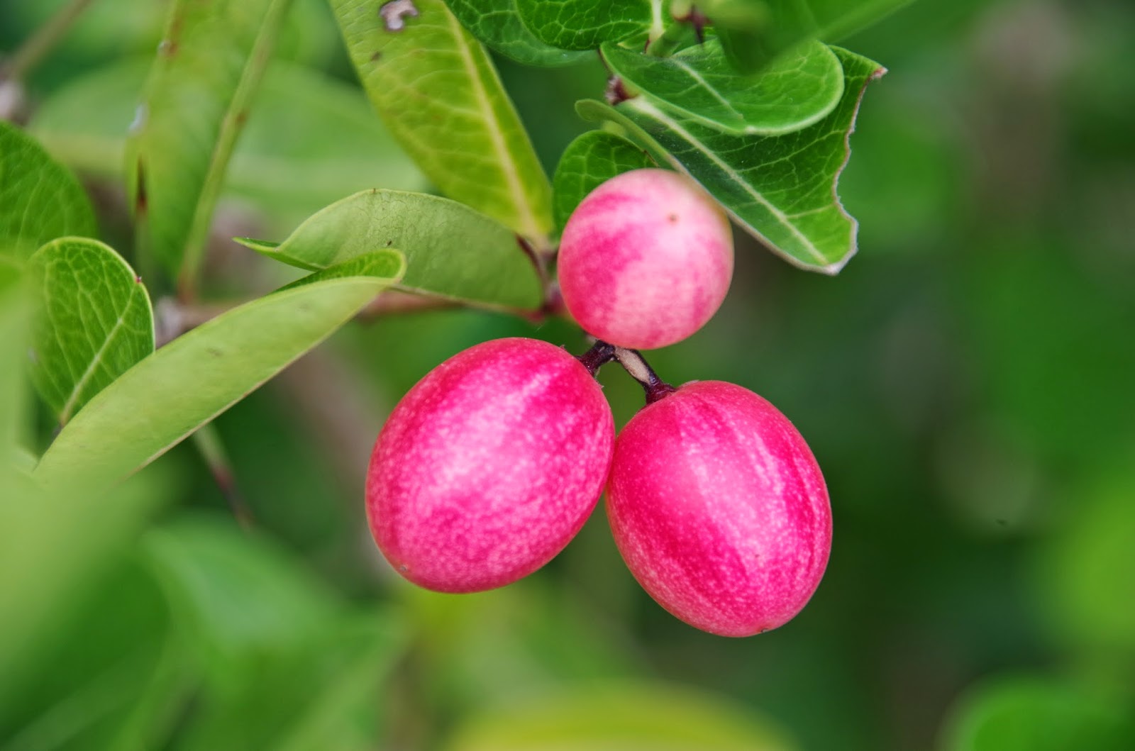 Trees and Plants: Karonda (Carissa Carandas)