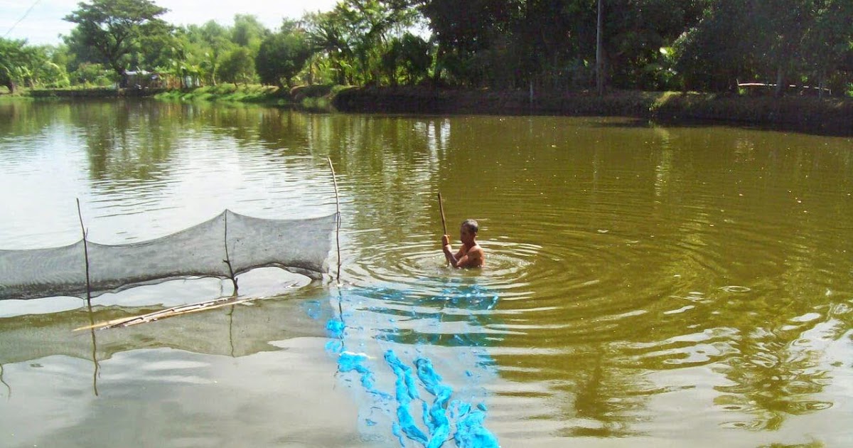 Fish Pond Buddy: How Much to Feed your Milkfish ("Bangus") - Use Samples