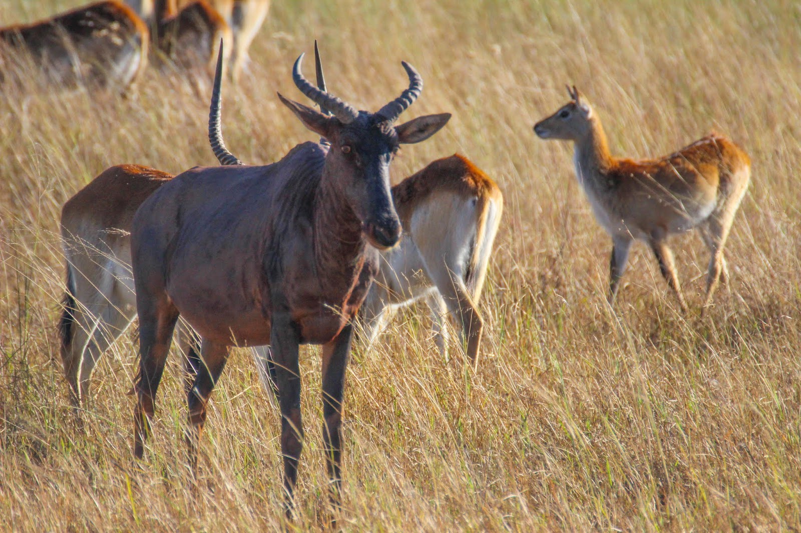 Cannundrums: Common Tsessebe