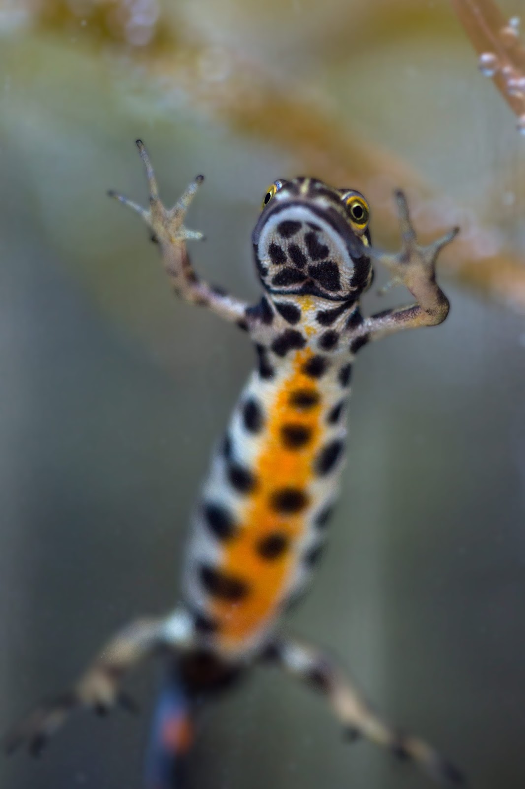 Darley Dale Wildlife: Common or Smooth Newt