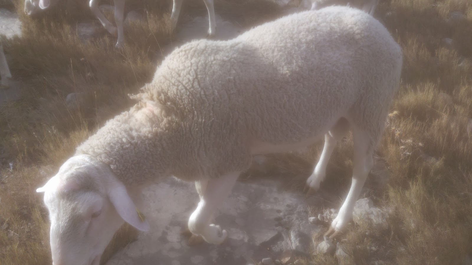 LA PLANETA OVINA: OVEJAS RAZA LACAUNE