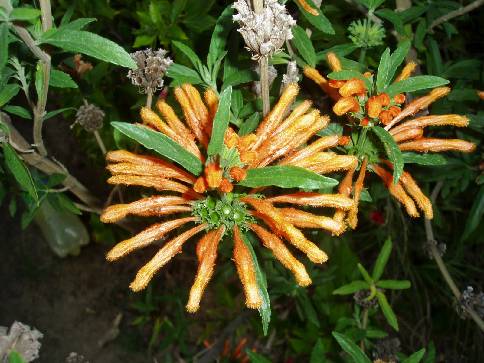 OREJA DE LEÓN: Leonotis leonurus | Plantas rioMoros