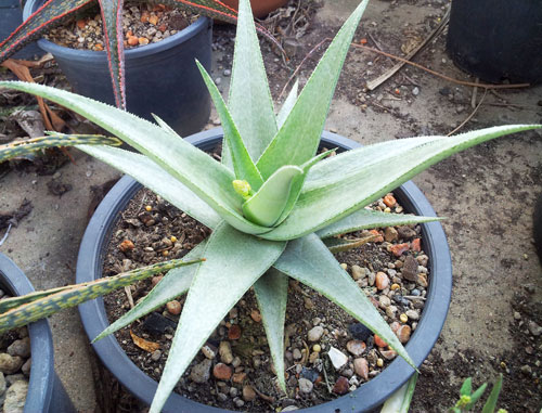 Thaisucculents: Aloe angel wing