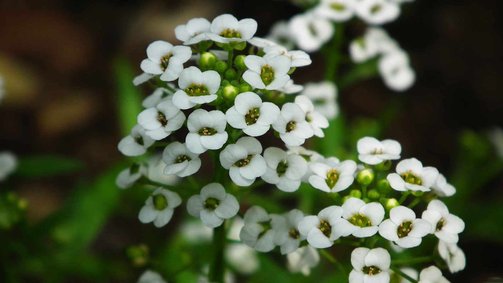 HD Photo Collection's: Small Little White Flowers Wallpaper 3554x1999